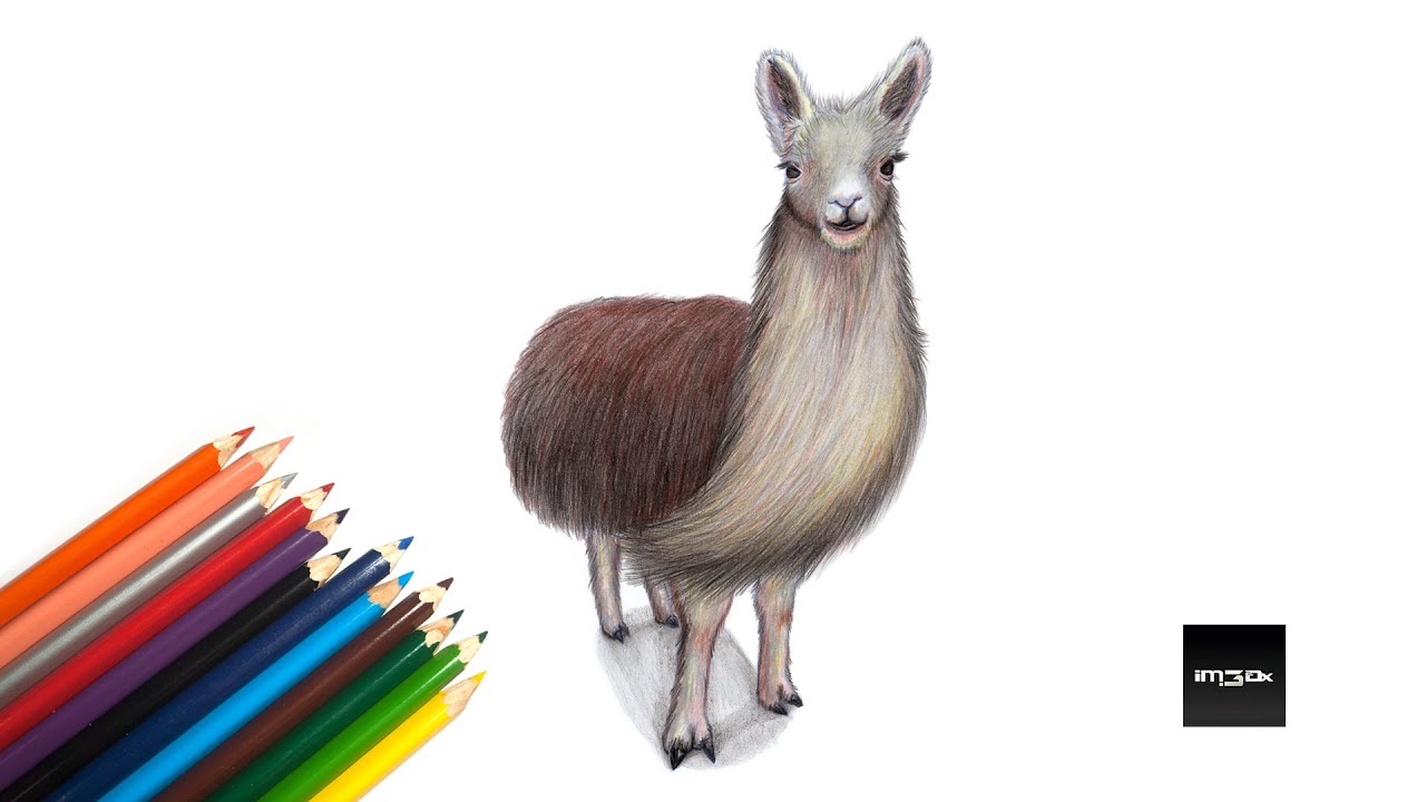 Llama | Colored pencil drawing time lapse - YouTube