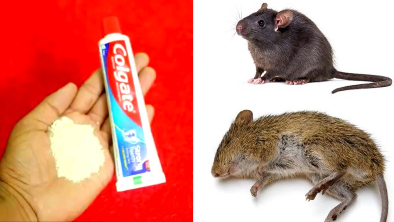 MAGIC INGREDIENT | How To Kill Rat With Magic Boric Acid & Colgate ...