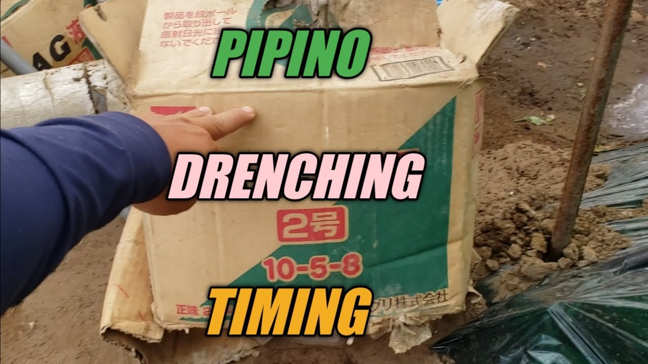 Timing ng Pag abuno ng Pipino bago mamunga at Namumunga na. - YouTube