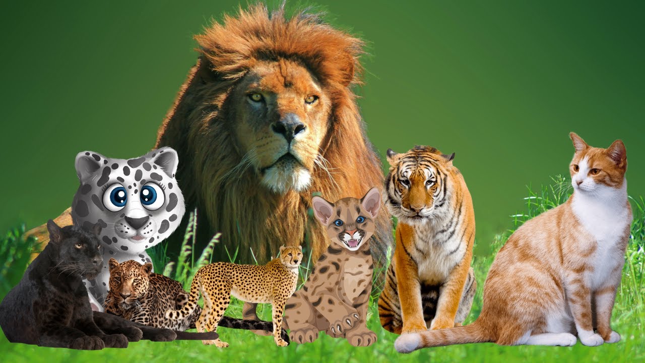 All kinds of cats in the world: black panther, cat, lion, tiger, puma ...