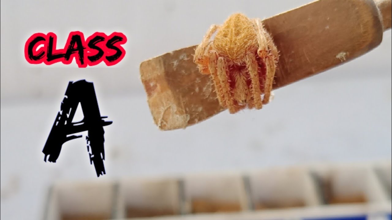 Pang Derby na Gagamba Class A solid conditioning - YouTube