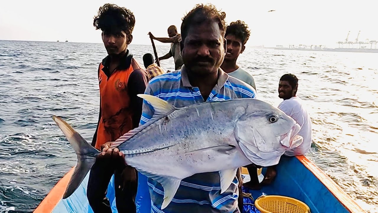 Catching Giant Trevally Fish, Golden Trevally Fish & Blacktip Trevally ...