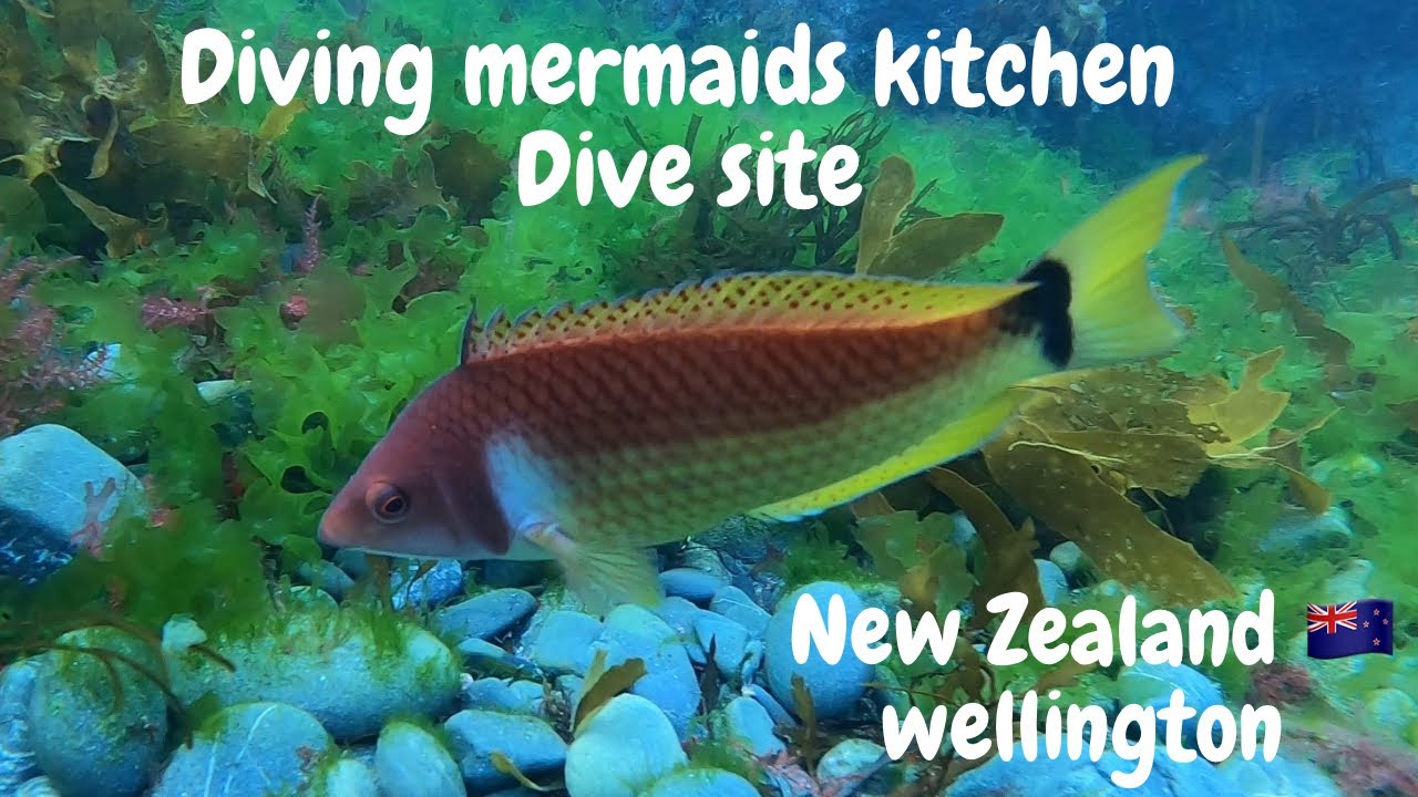 Dive site Mermaid's Kitchen With Dive Wellington New Zealand! - YouTube