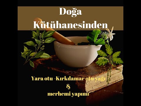 Yara,çıban, yara otu kullanımı, yara otu yağı yapımı, doğal şifa. Kırkdamar otu. Sinirli  ot.