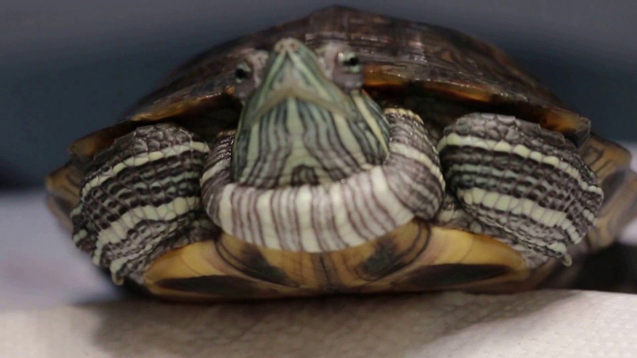 A 2-year-old red-eared slider has a large neck swelling - YouTube