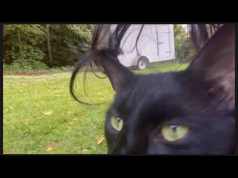 Merlin the Cat 🐈‍⬛ #cat #cats #catlover - YouTube