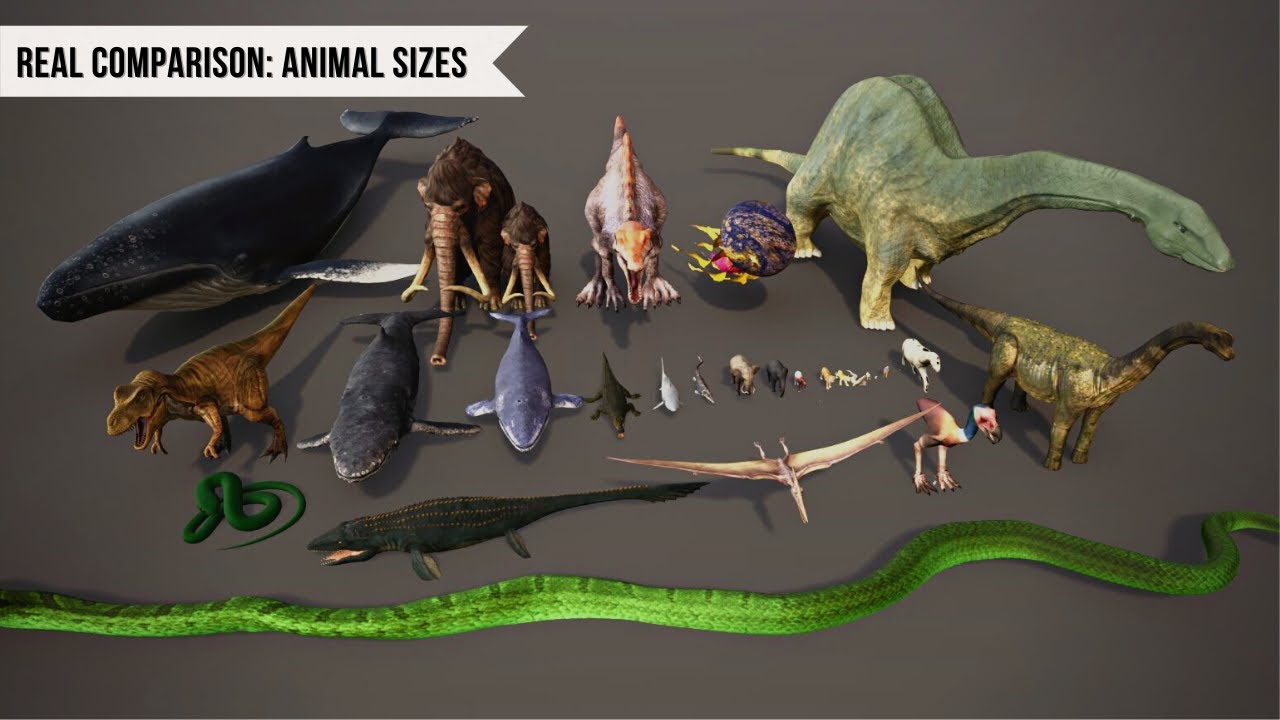 WHO'S THE LARGEST? | SMALLEST TO LARGEST ANIMALS | ANIMALS 3D REAL SIZE ...