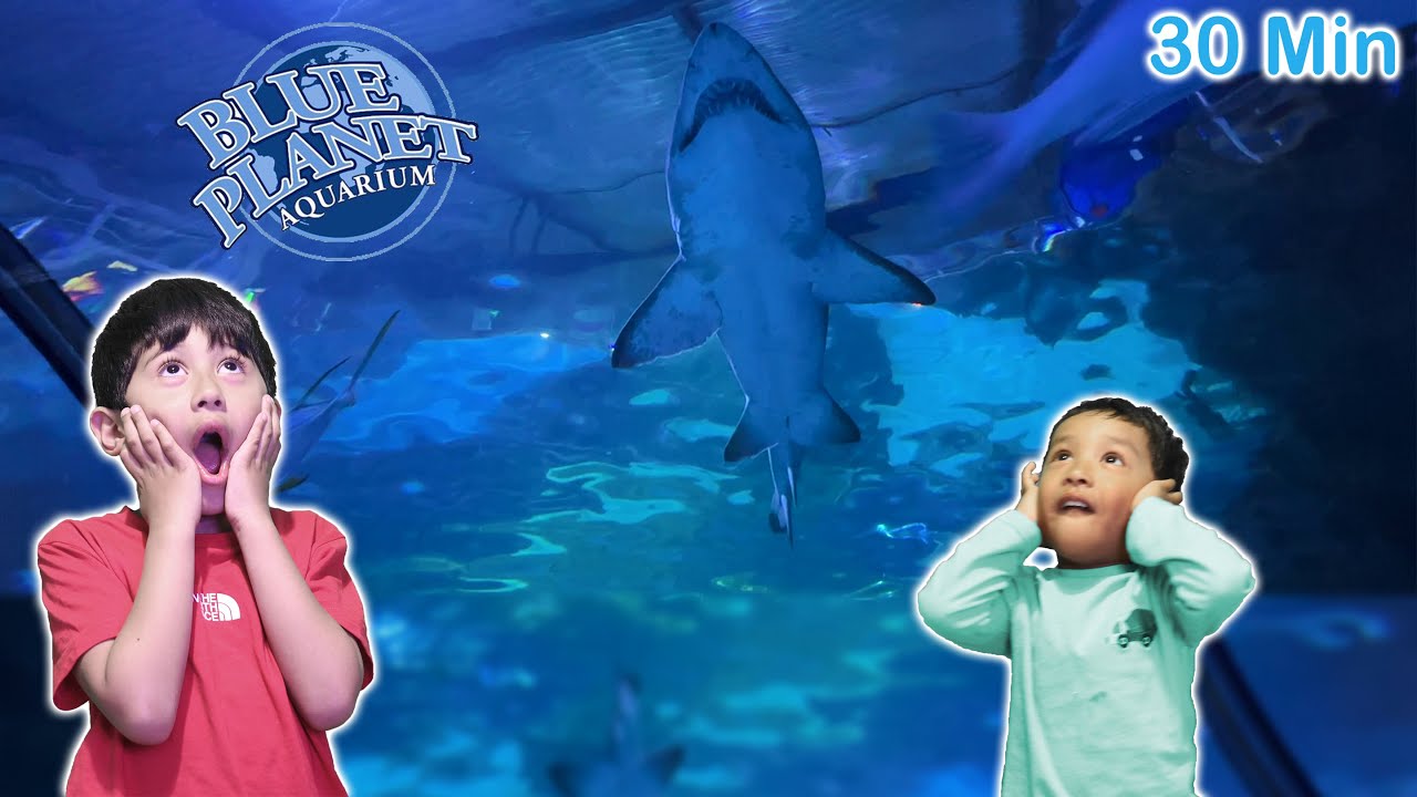 NAAIL AND ISAAC VISIT BLUE PLANET AQUARIUM | Beware Sharks! || Naail ...
