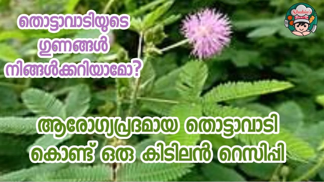 Thottavadi Lehyam||Health Benefits of Touch me not||Thottavadi Kurukku||Thottavadi Recipes - YouTube
