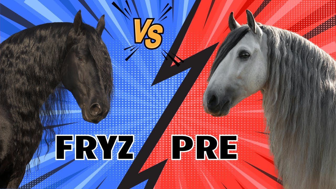 FRYZ vs ANDALUZ ️ 3 RÓŻNICE I Który Koń Pasuje do Ciebie? PRE kontra ...
