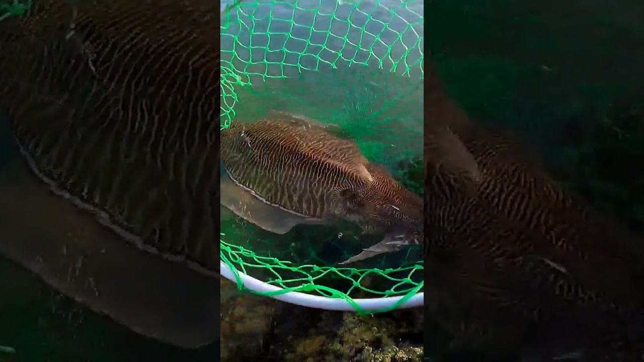 Monster Cuttlefish Caught Handline Fishing Traditional - YouTube