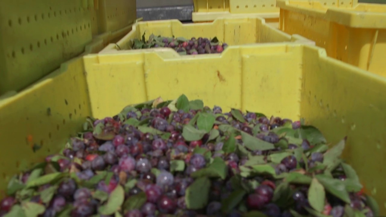 Rutgers Ultra-Niche Crops | Beach Plums - YouTube