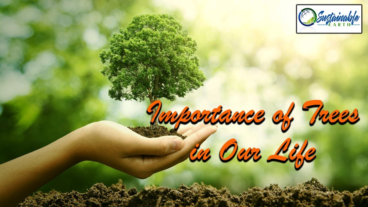 Why TREES are Important to our Environment | Sustainable Earth | Trees ...