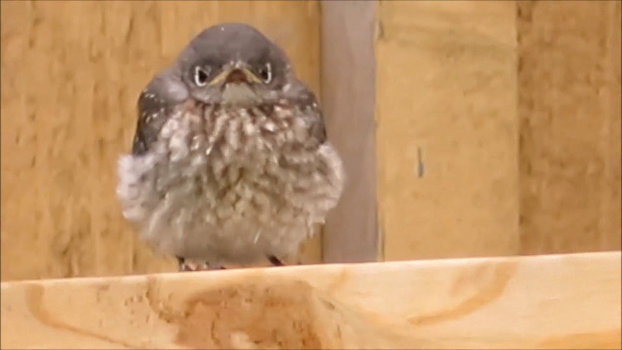Eastern Bluebird Parents Feeding Chick - YouTube