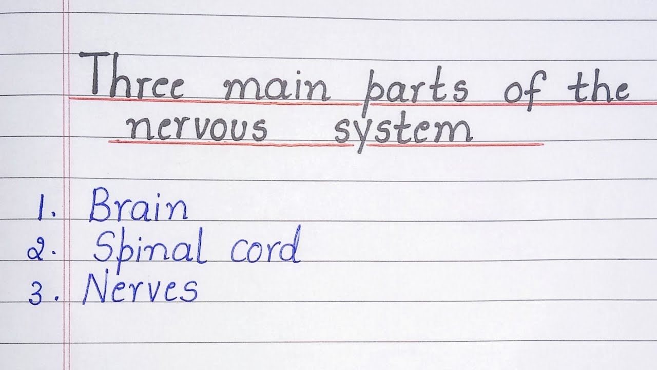 Three main parts of the nervous system - YouTube