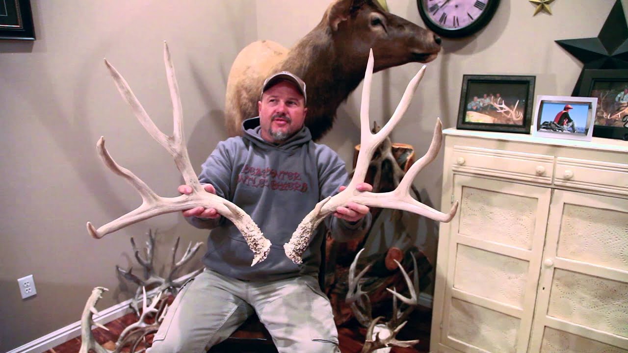 Mule Deer Sheds from New Mexico - YouTube