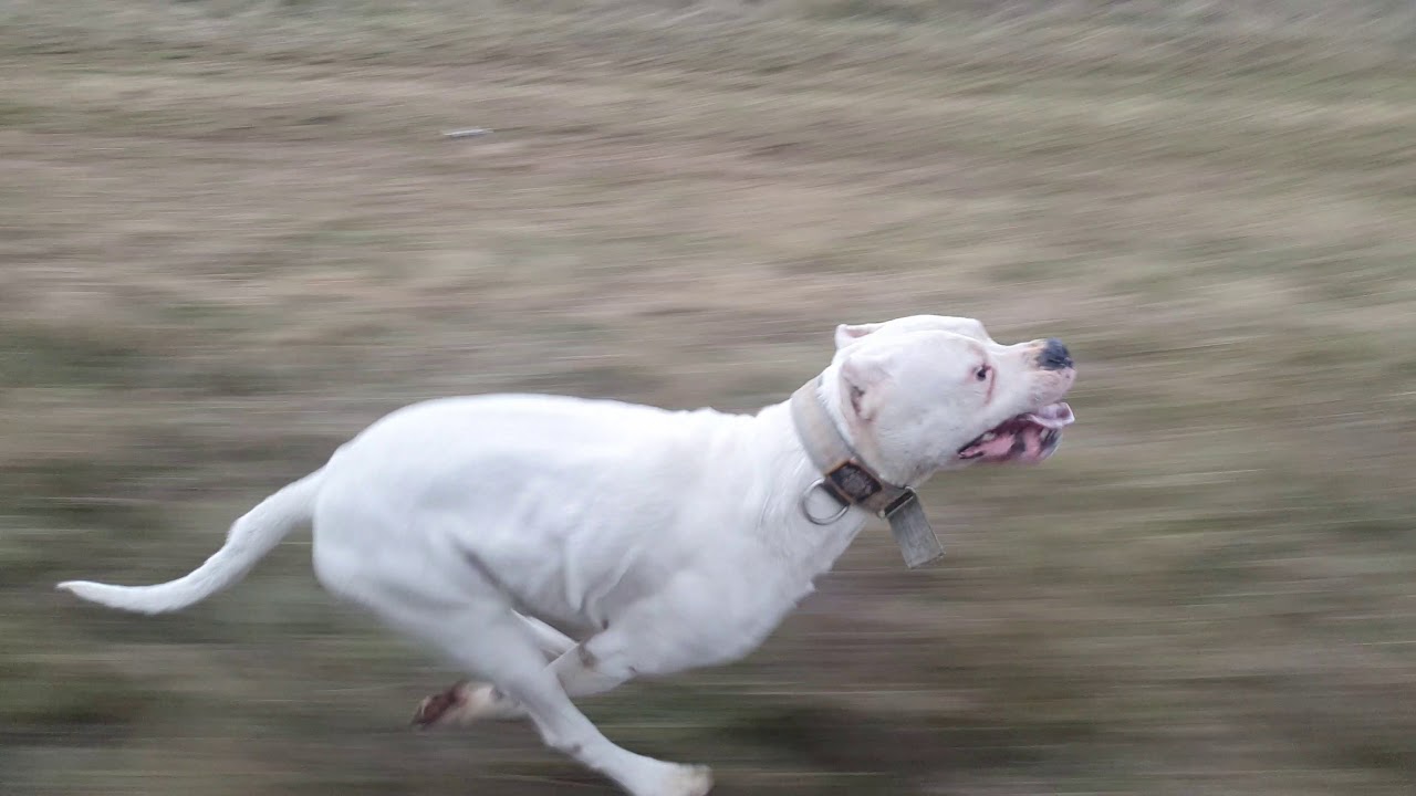 Dogo running - YouTube