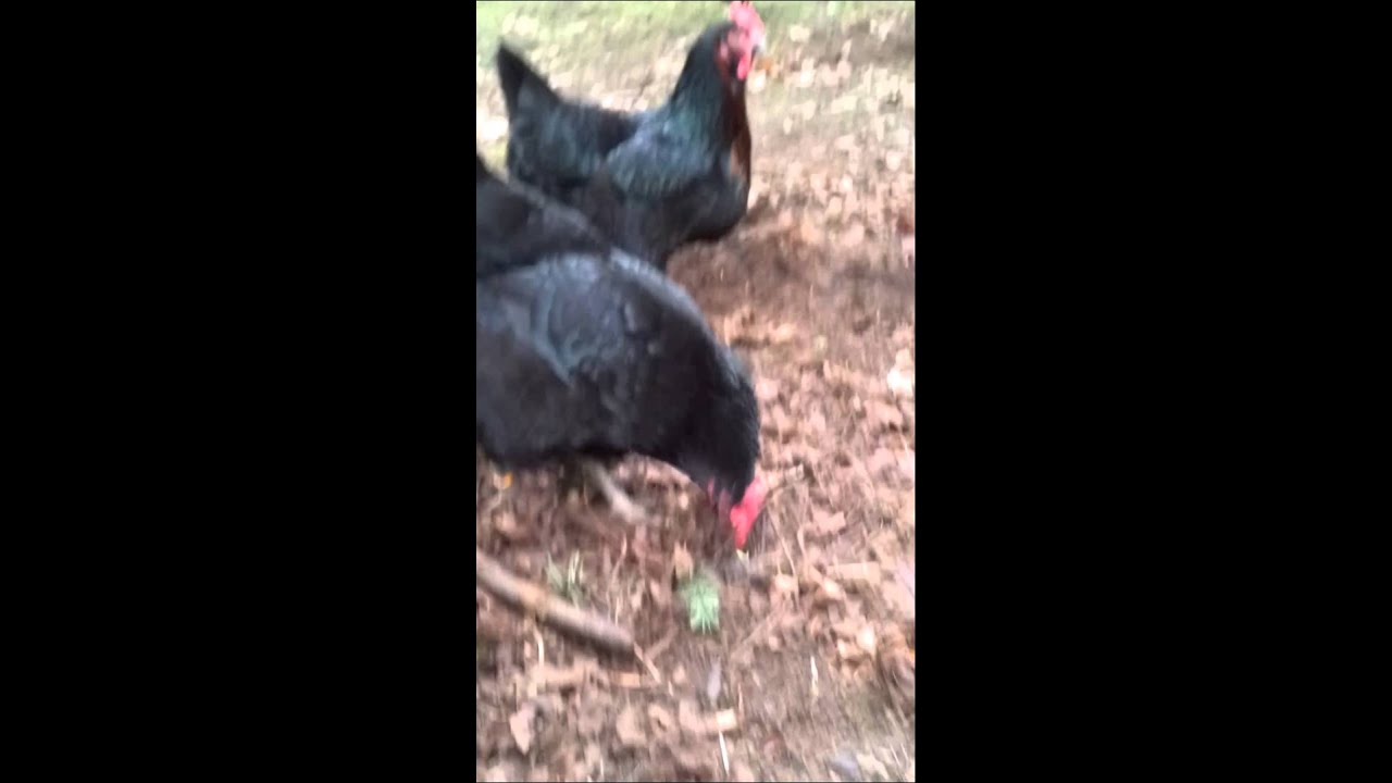 Red rock chickens - YouTube
