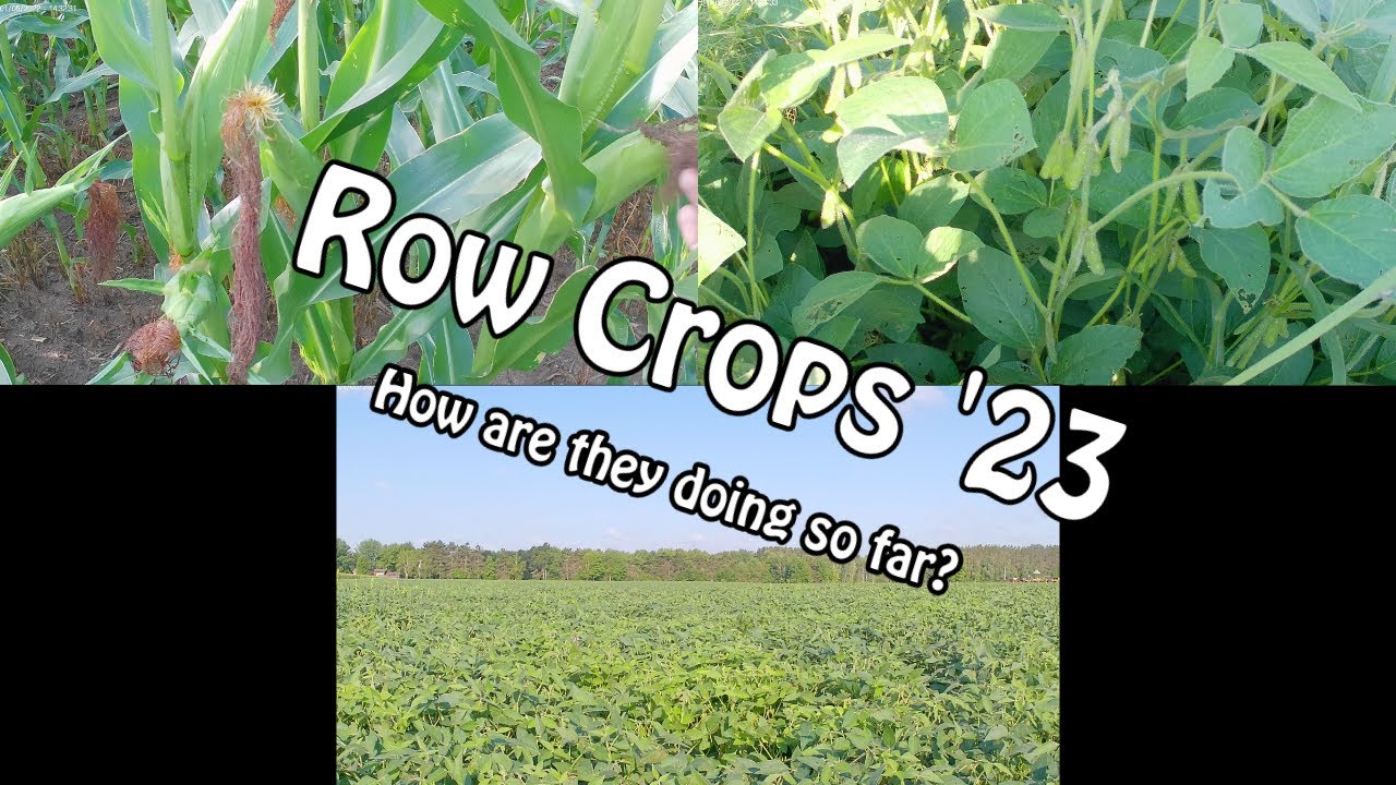 Row Crops '23 Good or Bad - YouTube