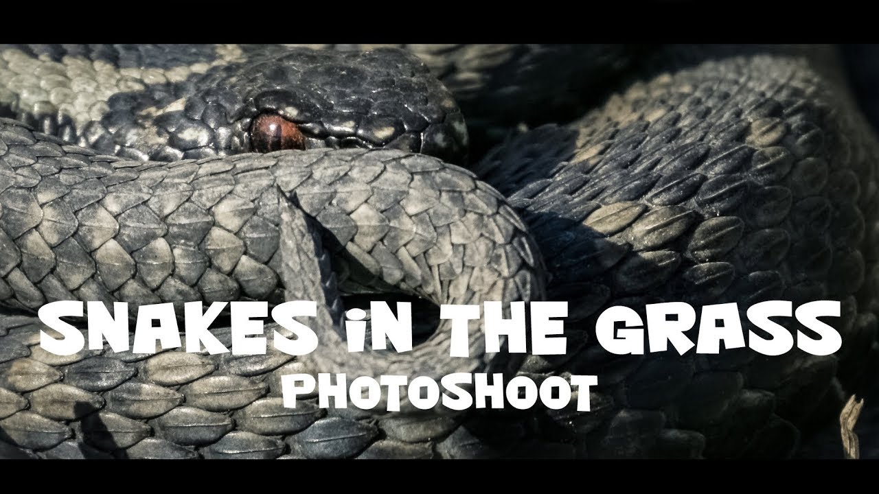Wildlife photography - Snakes in the spring - YouTube