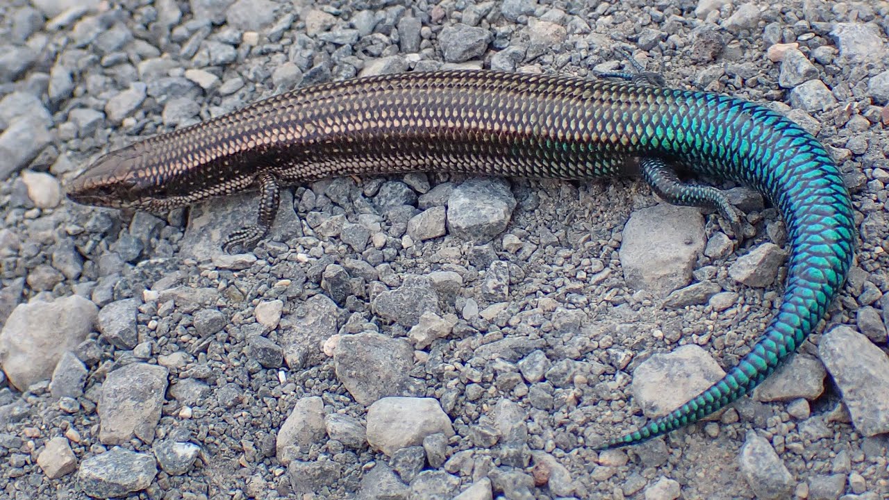 Gran Canaria skink (Chalcides sexlineatus) - YouTube