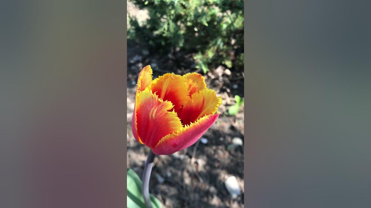 Тюльпан Фабио - YouTube