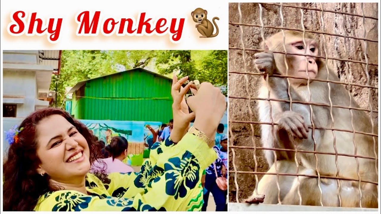 Shy Monkey🐒| Cute Sambar | Rani Bagh Zoo | MP Vlog 58 || Ep 53 Part 5 ...