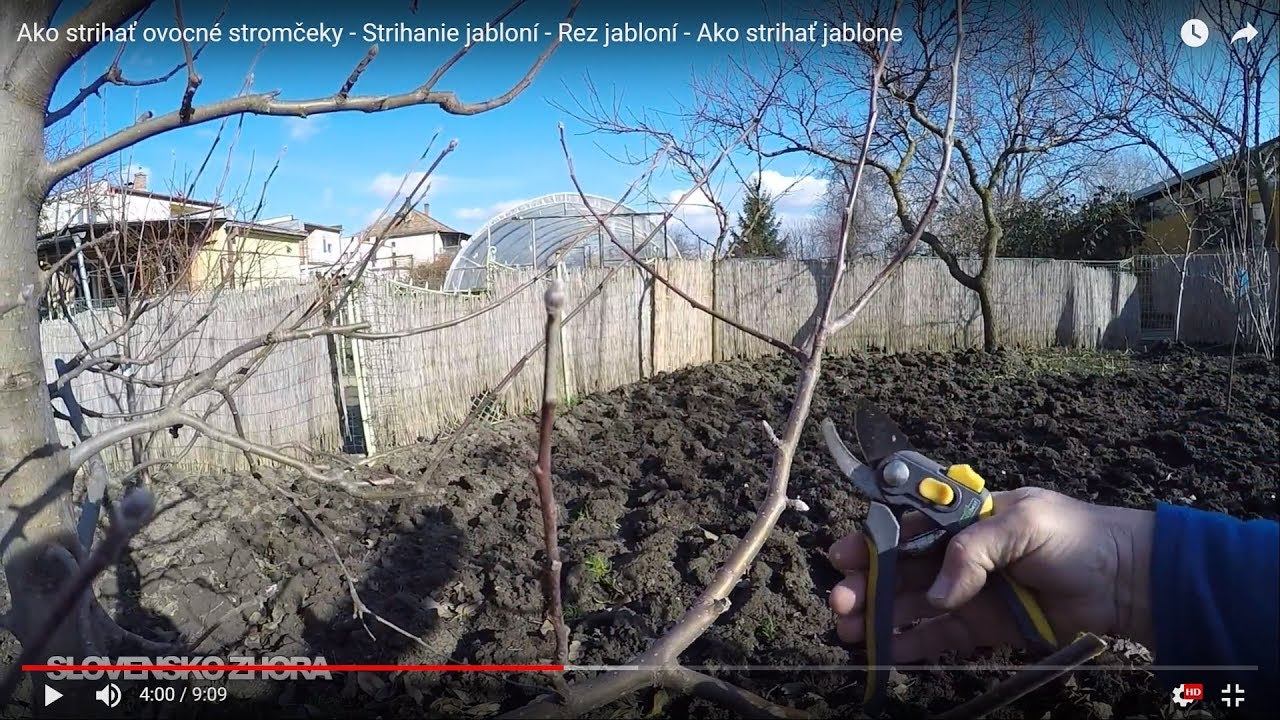 Ako správne strihať jablone - Strihanie jabloní - Rez jabloní - Ako ...