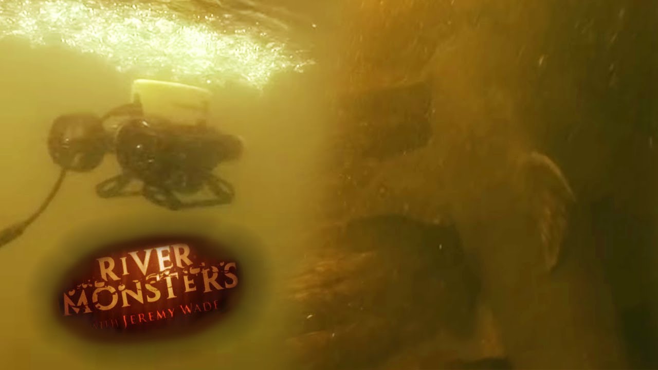 First Time In History That A Goonch Catfish Was Caught On Camera ...