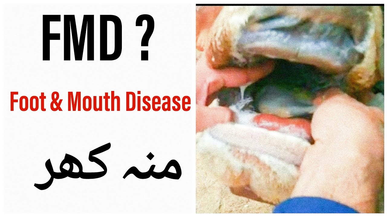 FMD in Cattle | Foot and Mouth Disease | FMD Signs in cattle # ...