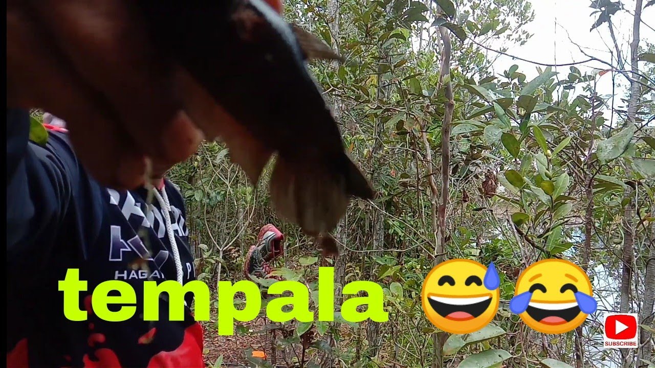 ikan 'TEMPALA' pun ikut terciduk 😂😂🤣 - YouTube