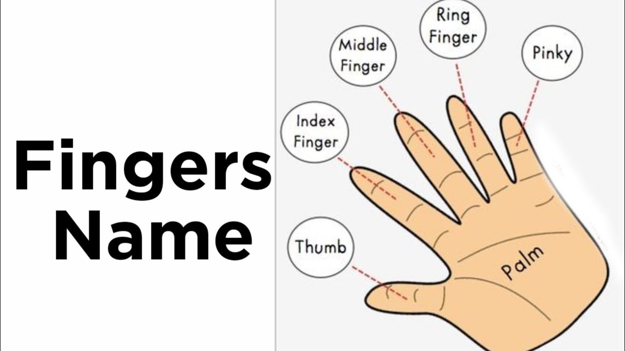 Finger Names: What are Fingers Called? - YouTube