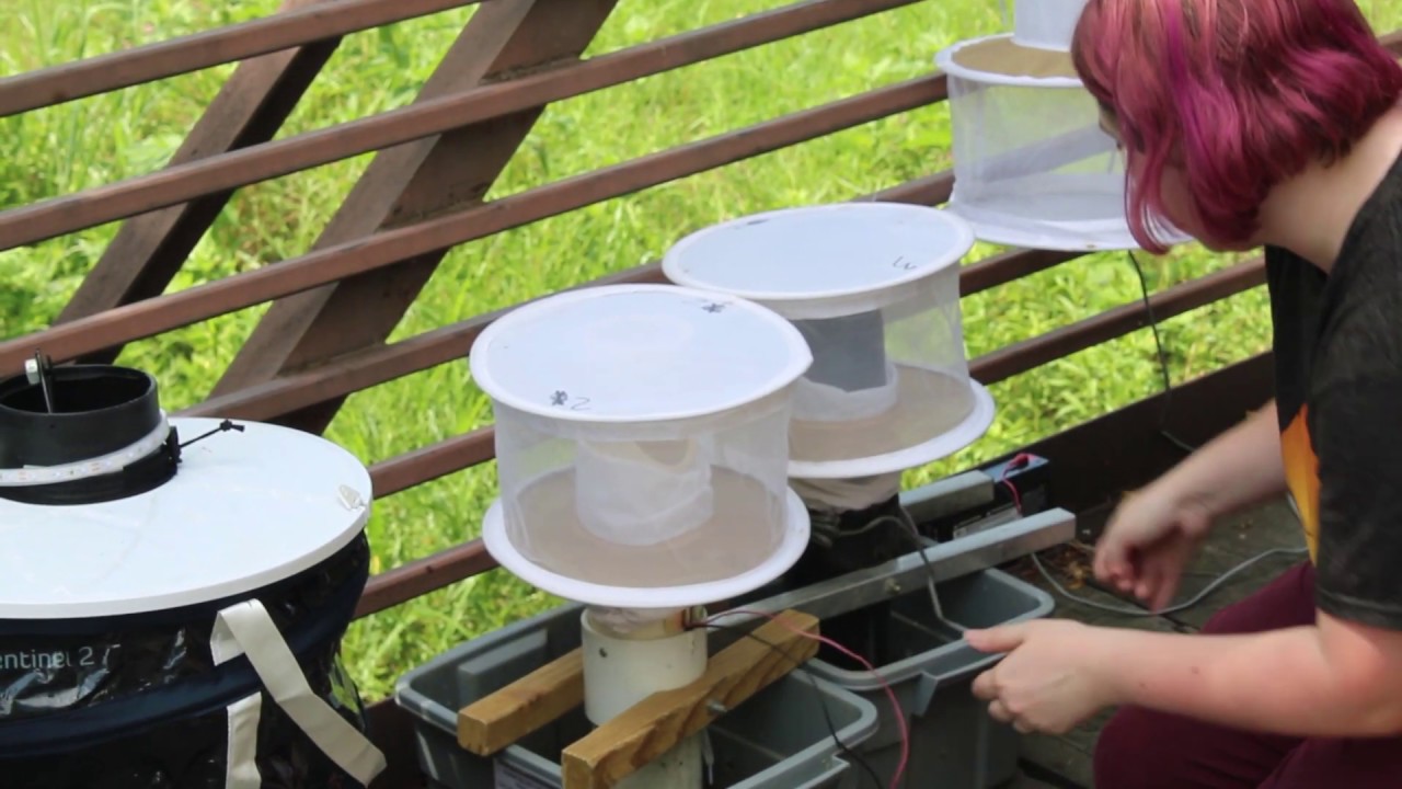 University of North Texas - Mosquito Testing - YouTube