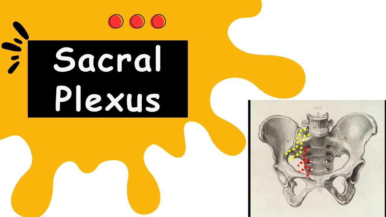 Sacral Plexus // Anatomy, functions, formation and branches of the sacral plexus - YouTube