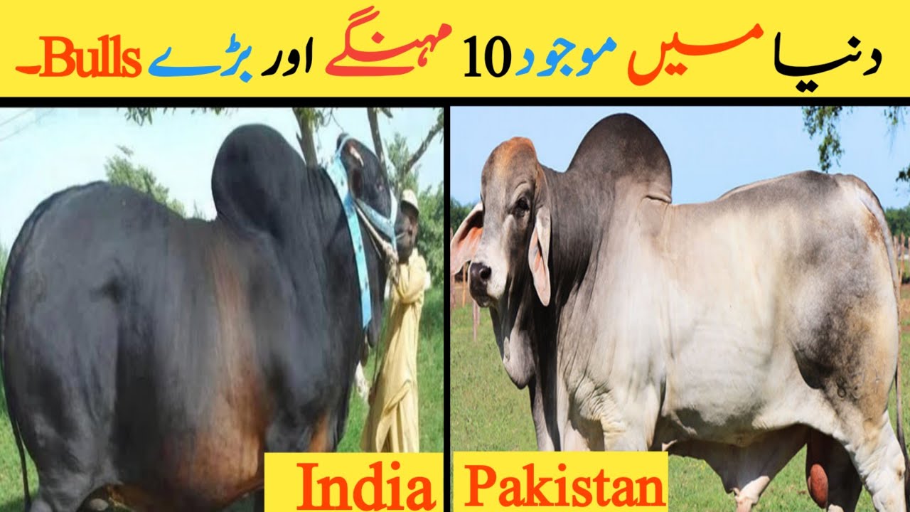 10 biggest And heavy bulls in the world || قربانی کے سب سے بڑے جانور ...