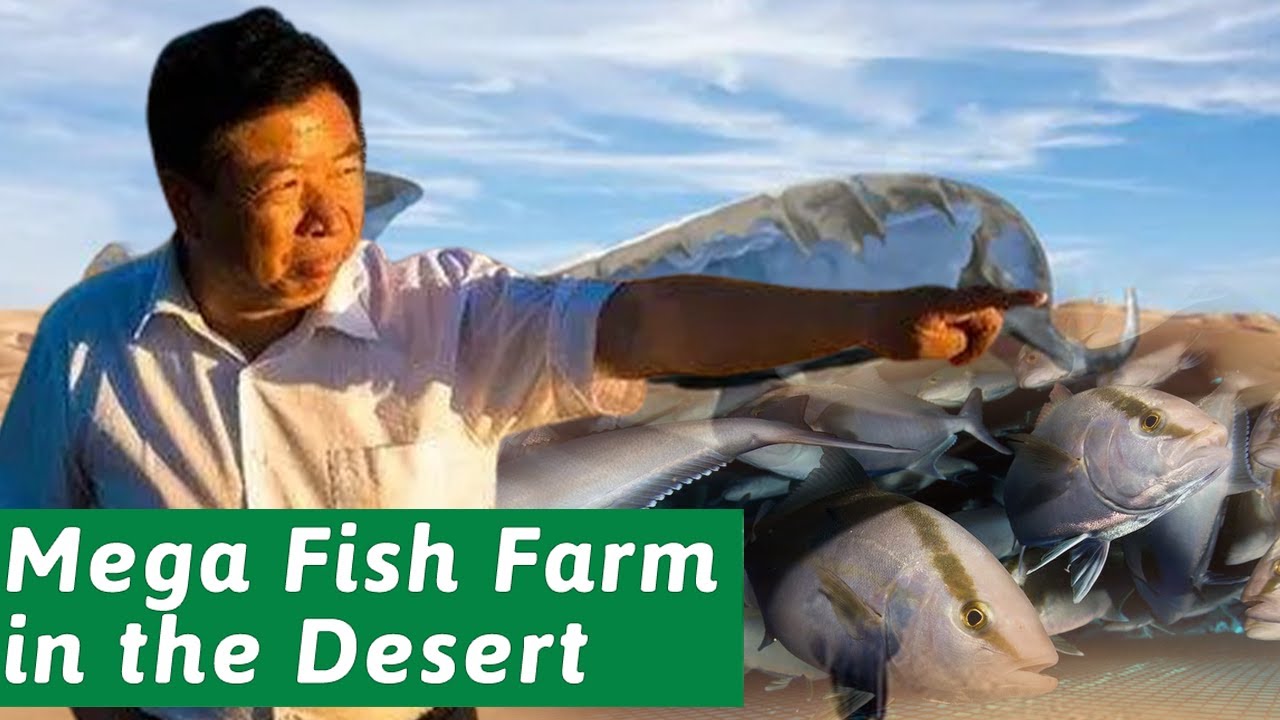 A Crazy Chinese Farmer Spent Hundreds of Millions Yuan to Raise Fish in ...