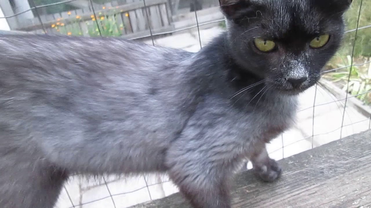 cat karpati color Roxy 1 year - YouTube