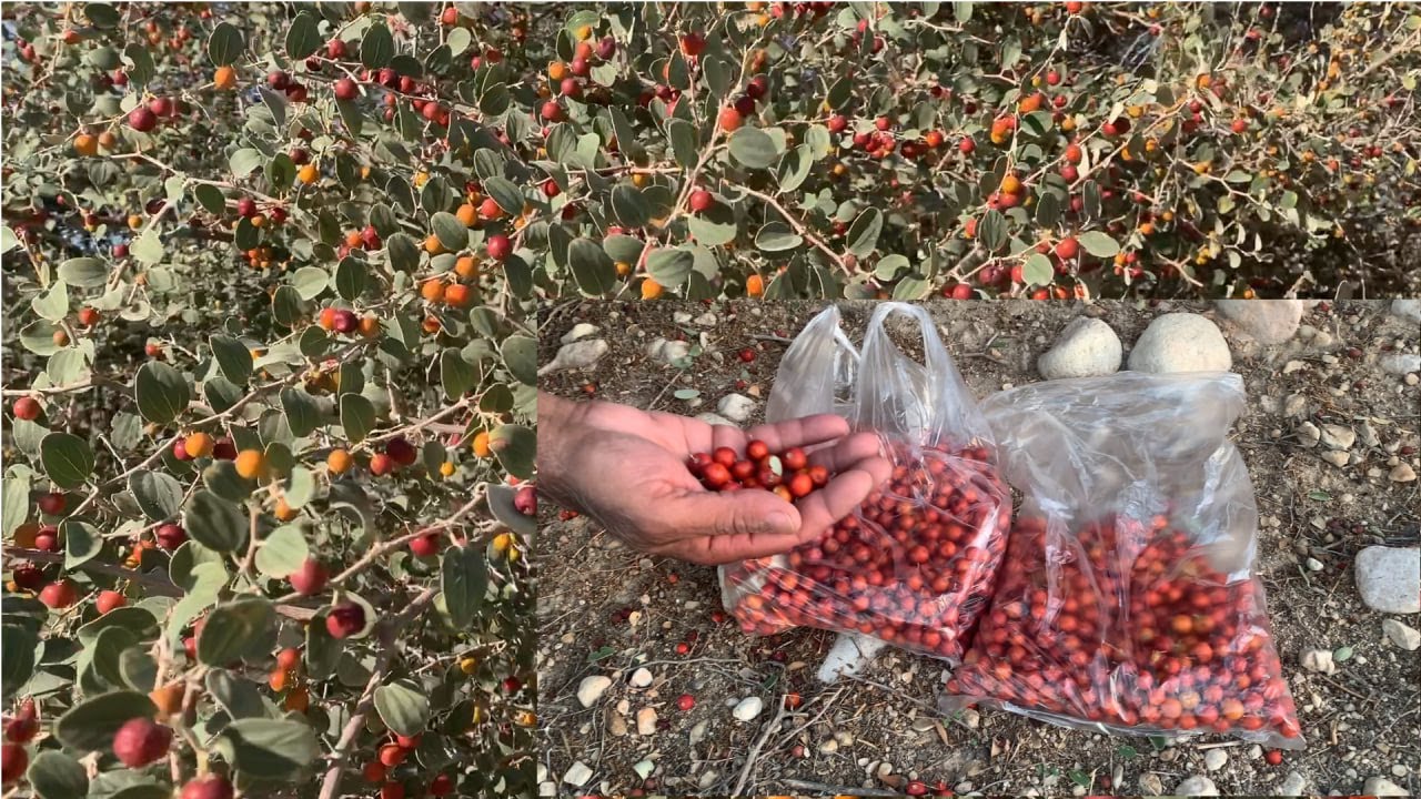 Evaz|Do you have experience eating or picking these fruits? - YouTube