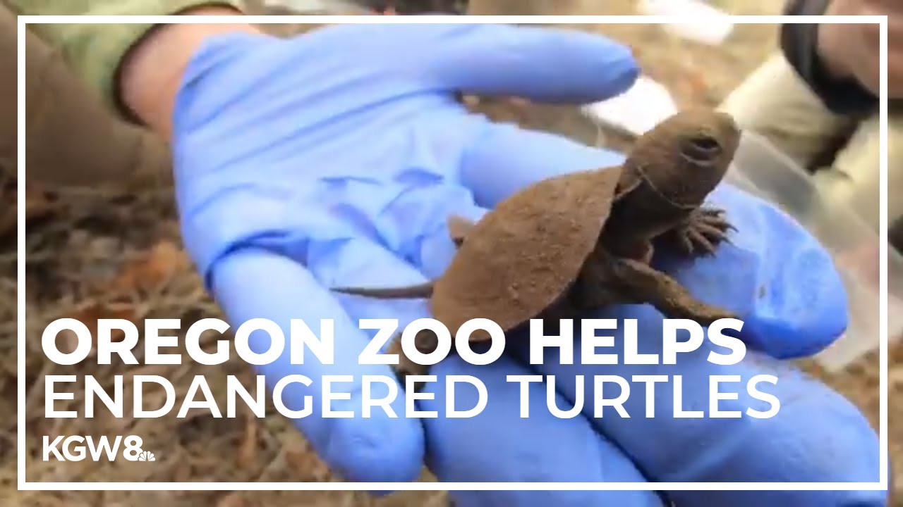 The Oregon Zoo helps endangered and threatened pond turtles - YouTube