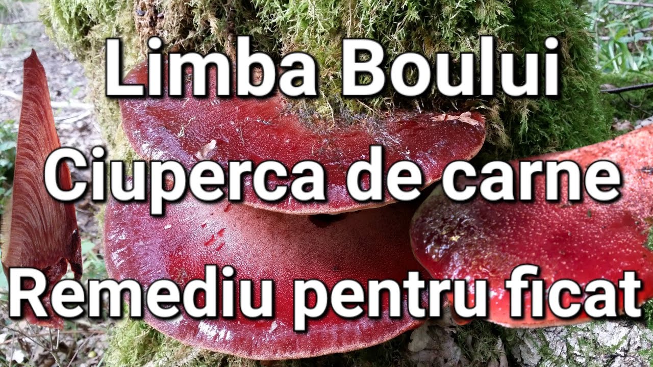 Ciuperca de carne - Limba Boului/Delicioasa și medicinala/ Moșneagul ...