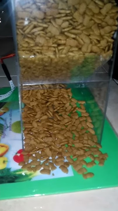 DIY automatic cat feeder - YouTube