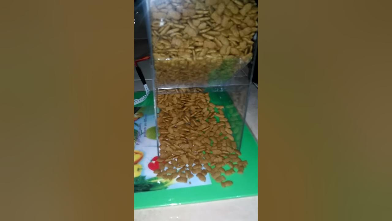 DIY automatic cat feeder - YouTube