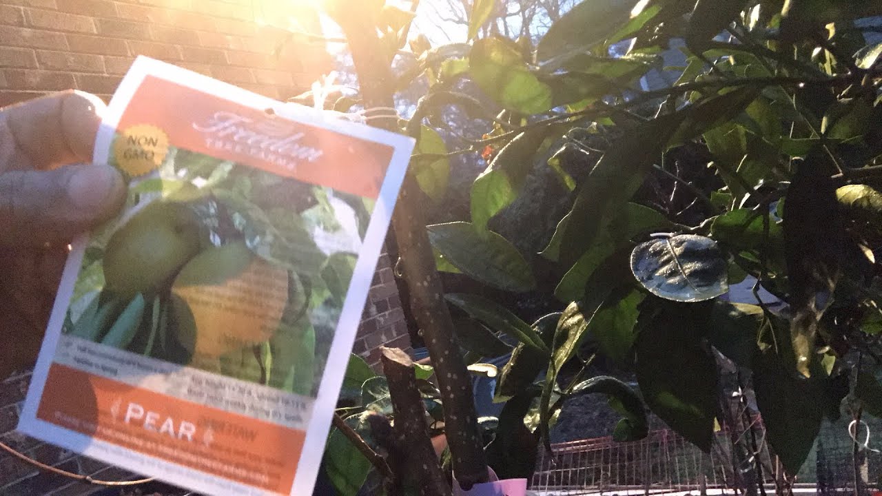 LIVE!!!!! Asian pear trees🍐 - YouTube