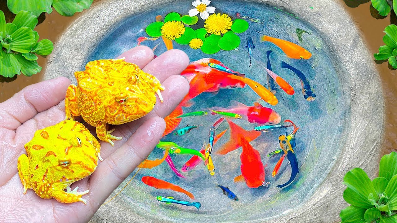 Most Amazing Catch Colorful Pacman Frog, Kim Kim Fish, Ornamental Fish ...