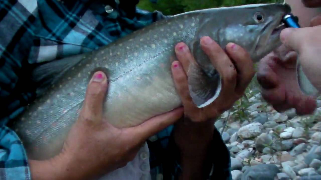 Shelly and a bull trout.m2t - YouTube