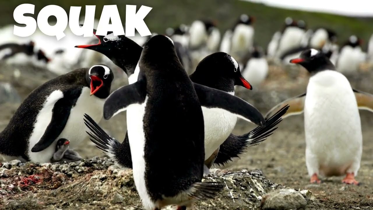 Penguin Dance | Movement Break | Fun Kindergarten Learning - YouTube