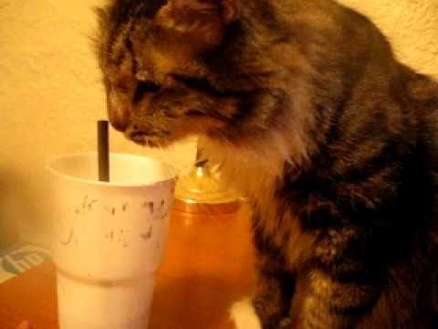 cat drinks from a straw - YouTube