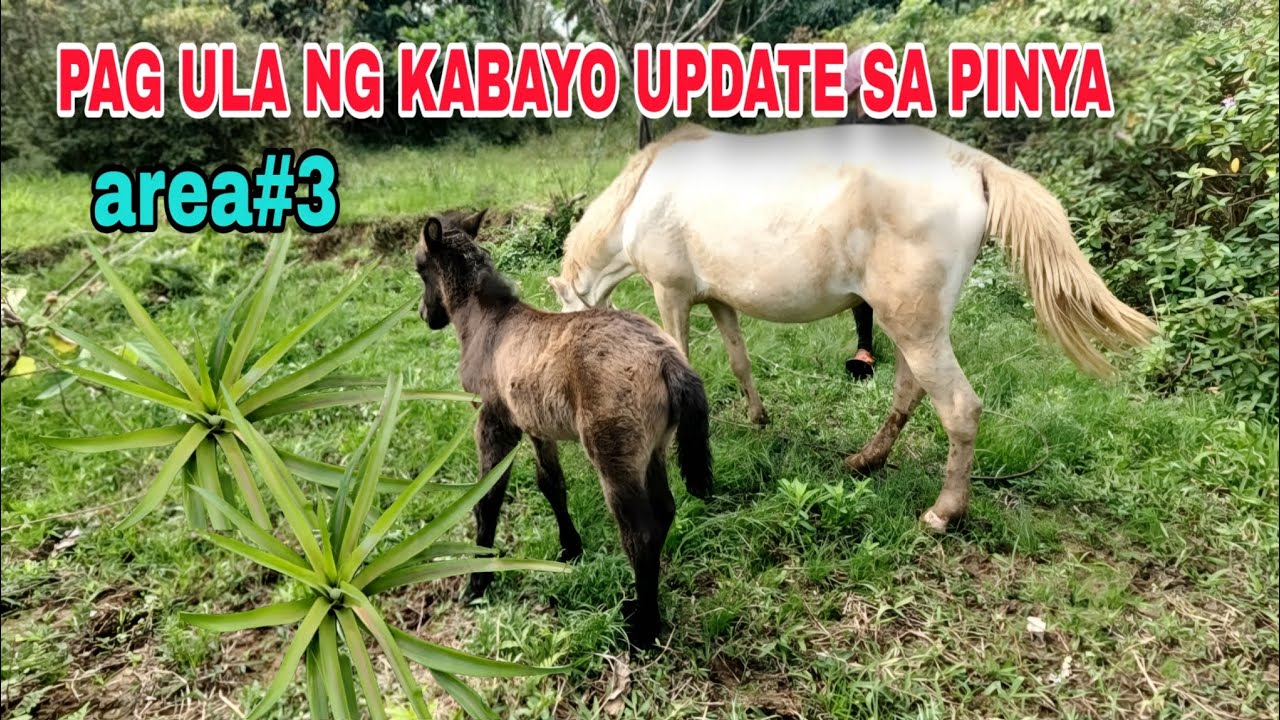PAG ULA ng kabayo update sa pinya sa area #3 - YouTube