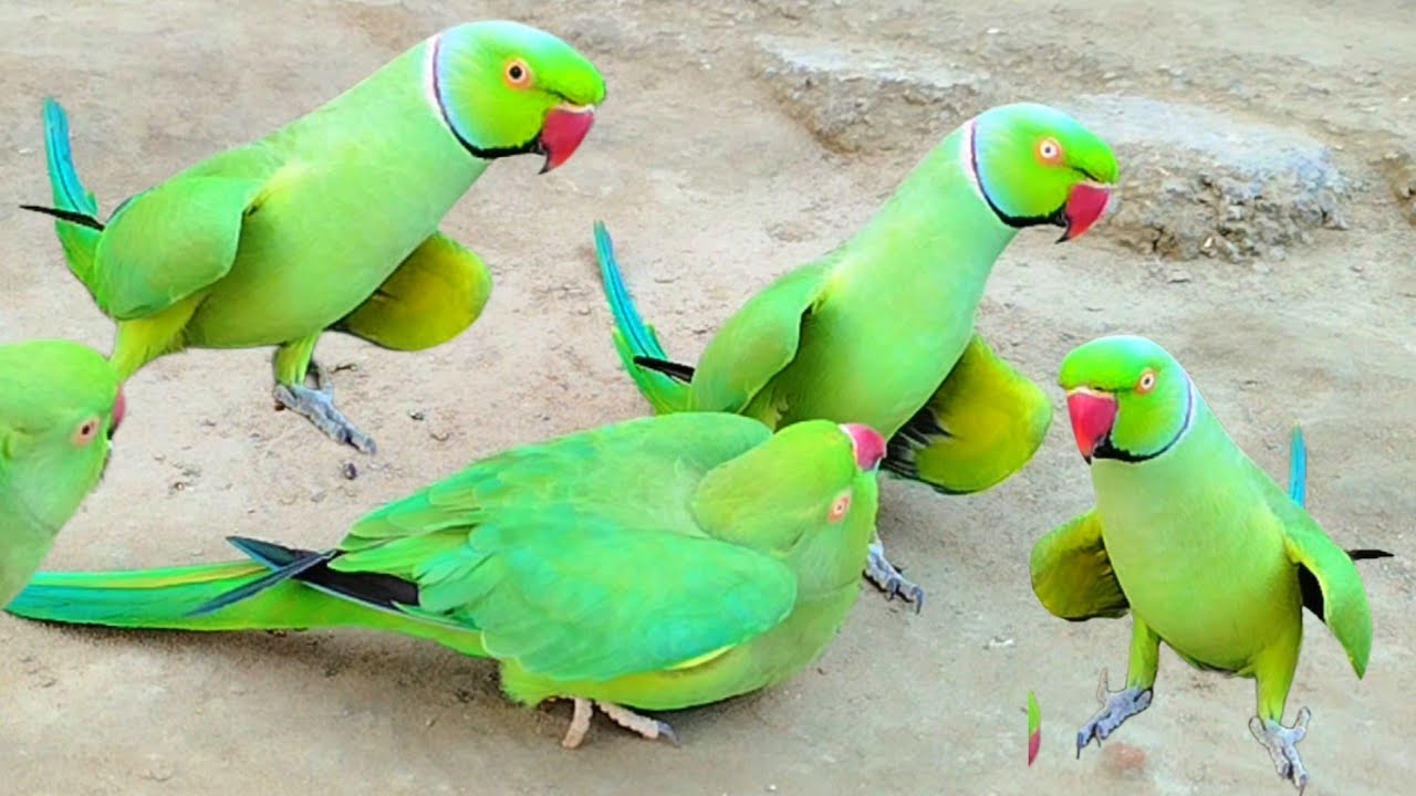 Cute Parrot Natural Jora So Smart Parrot 🦜 - YouTube
