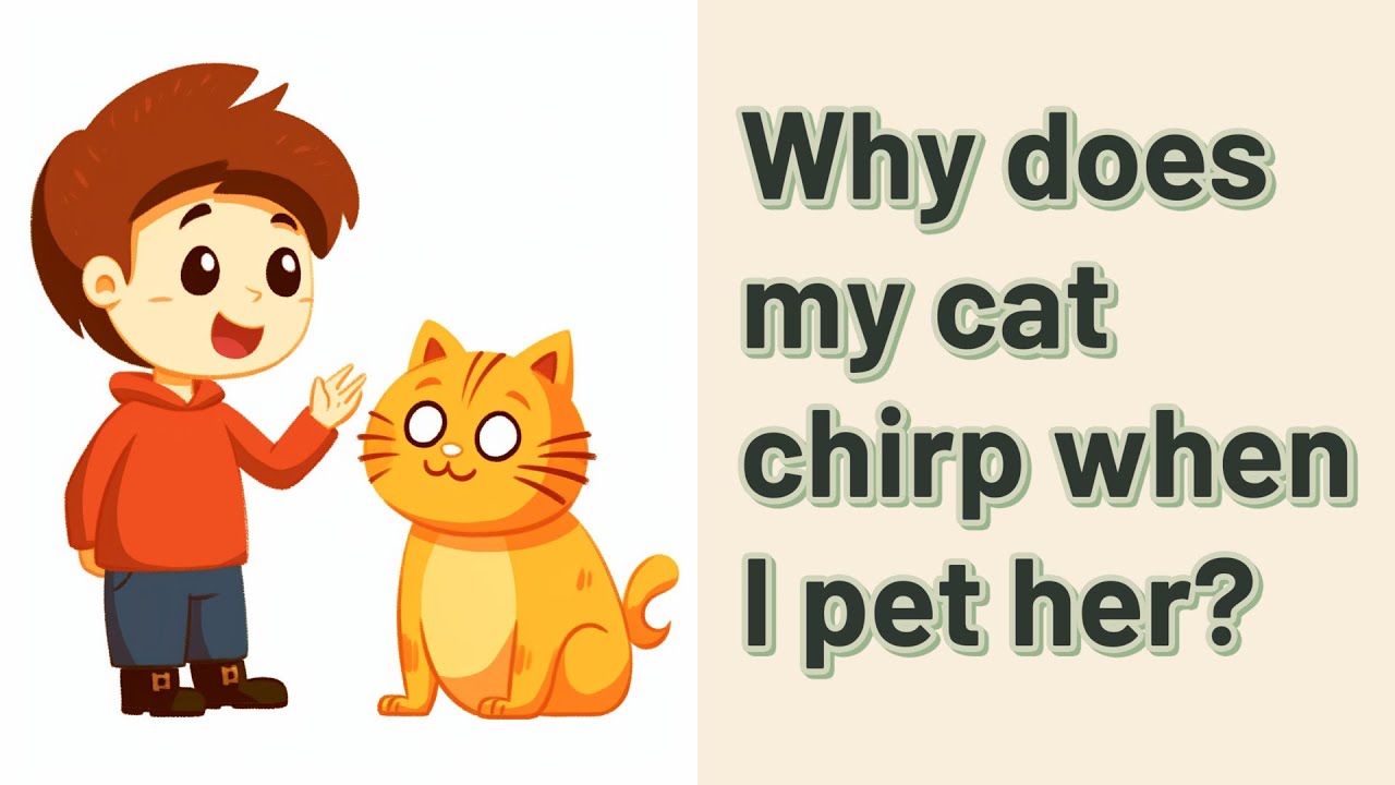 Why Does My Cat Chirp When I Pet Her YouTube why-does-my-cat-chirp-when-i-pet-her-youtube